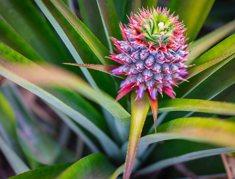 How to Grow & Care for Pineapple Plants: Complete Guide