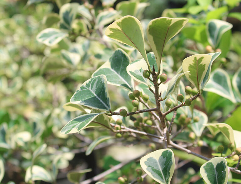 How to Grow & Care for Triangle Ficus Plants: Complete Guide