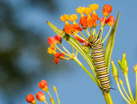 Monarch Waystations: How to Build One in Your Garden