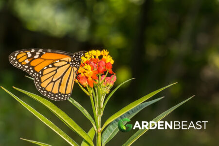 Monarch Waystations: How to Build One in Your Garden